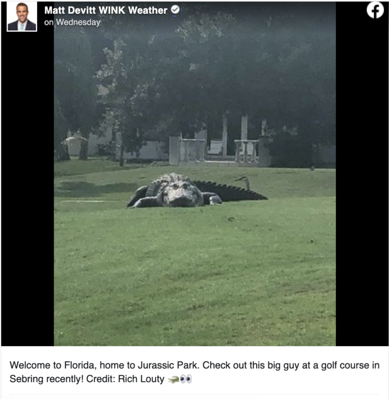 Absolute unit of an alligator spotted on Florida golf course sparks ...