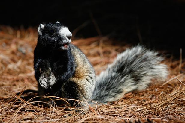 US Open 2024: Min Woo Lee confronts Pinehurst fox squirrel, lives to ...