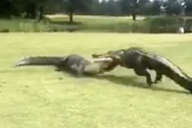 This video of two alligators chomping on each other might be the golf ...